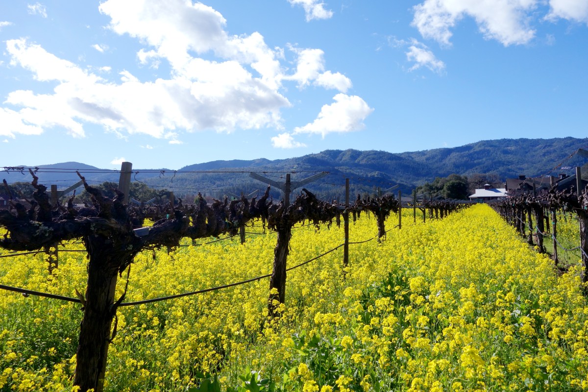 Bay Area Buzz St. Helena Wine Country Weekend Getaway Guide