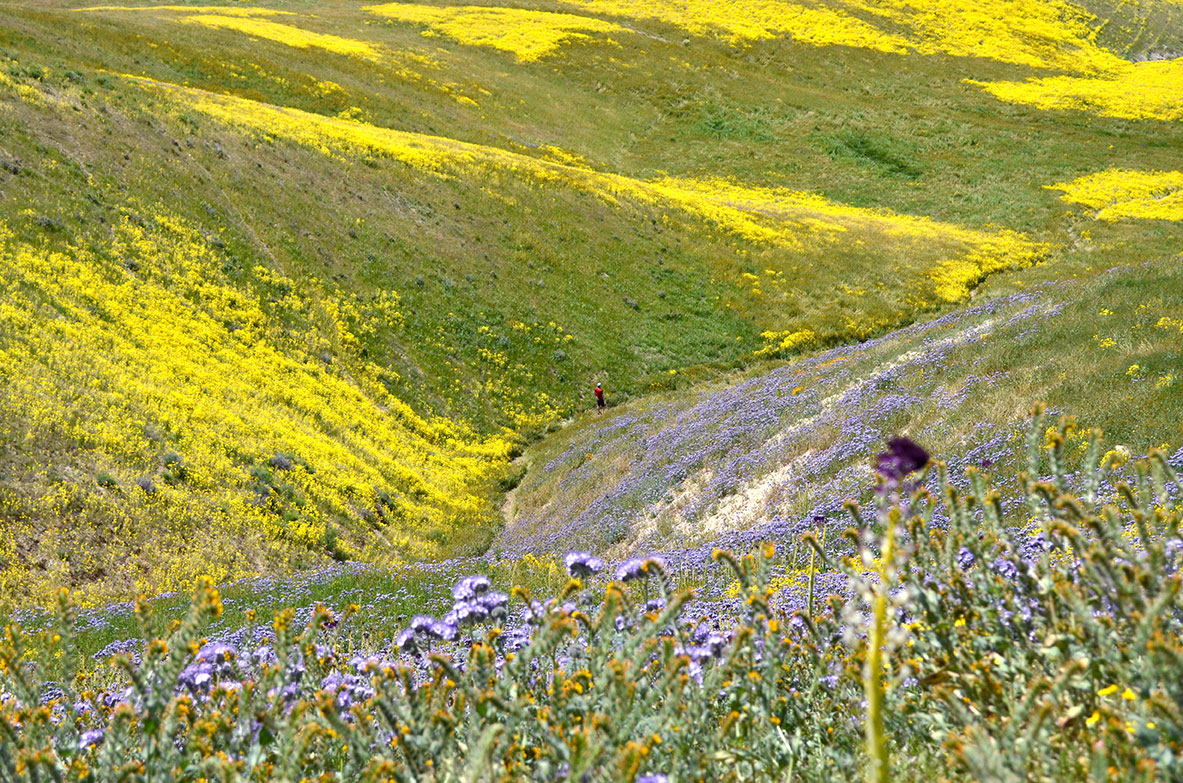 Carrizo Plain Wildflower Super Bloom